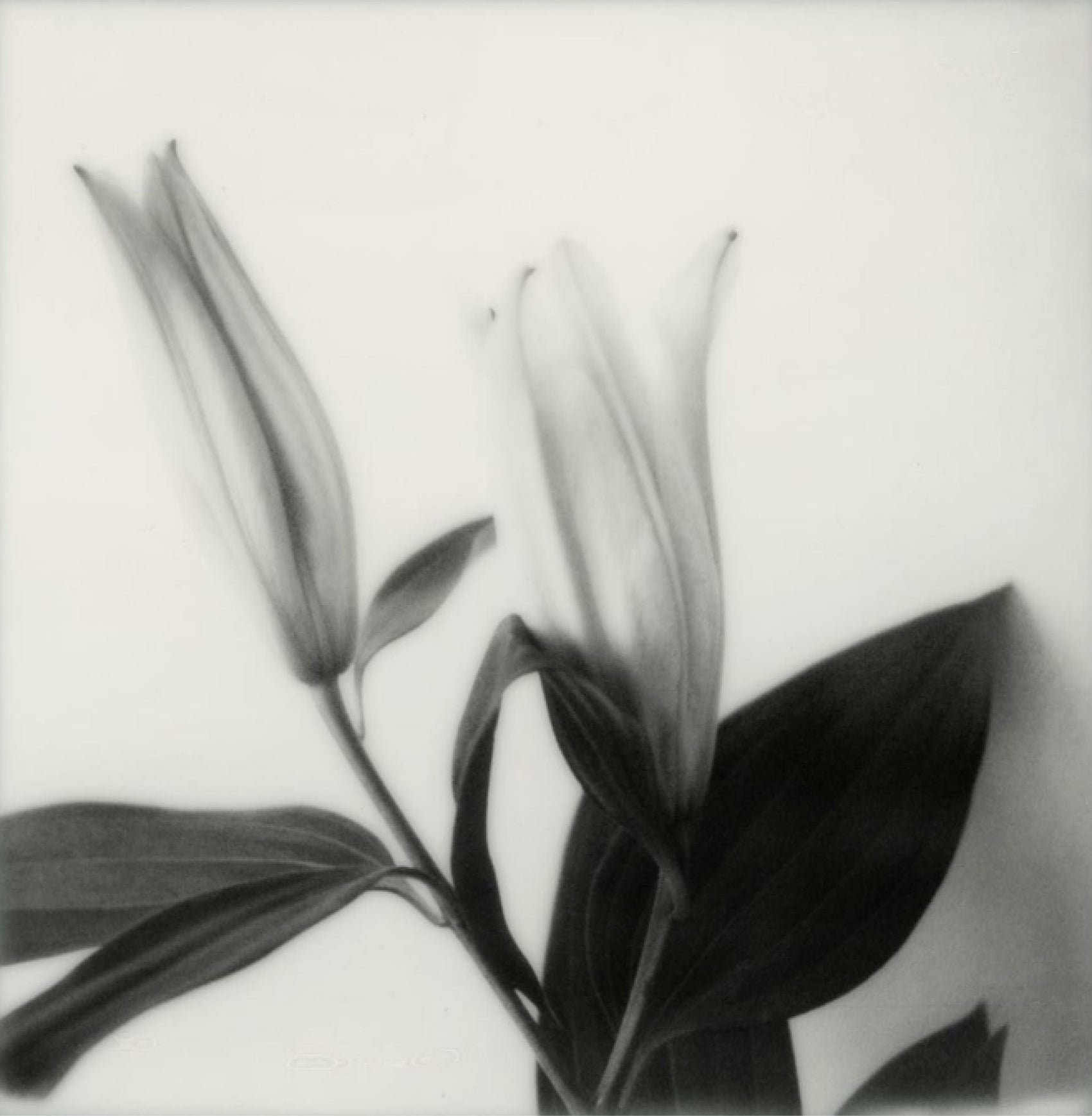 LOBIE — Elevating Textured Hair Care with Clean Formulas